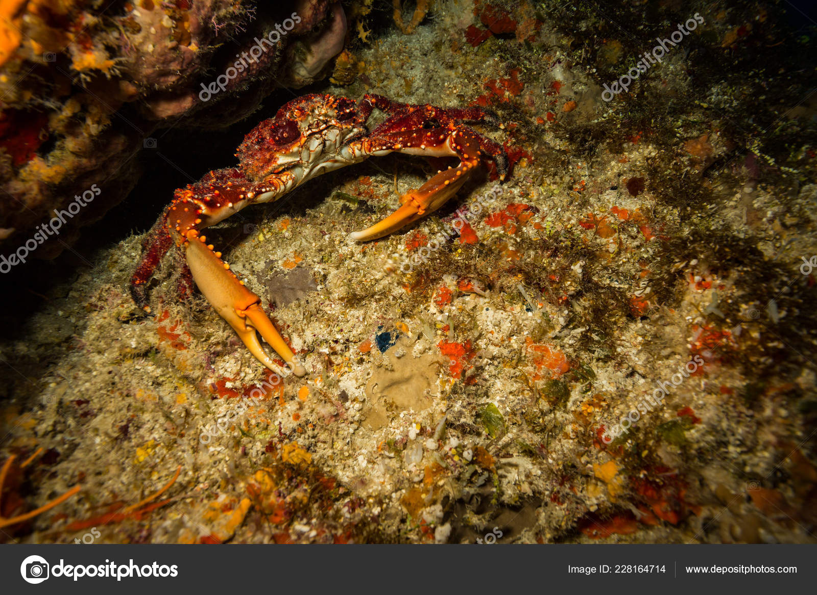 Brote Submarino Flora Fauna Oceánica Bali Indonesia: fotografía de ... Brote Submarino Flora Fauna Oceánica Bali Indonesia: fotografía de ...