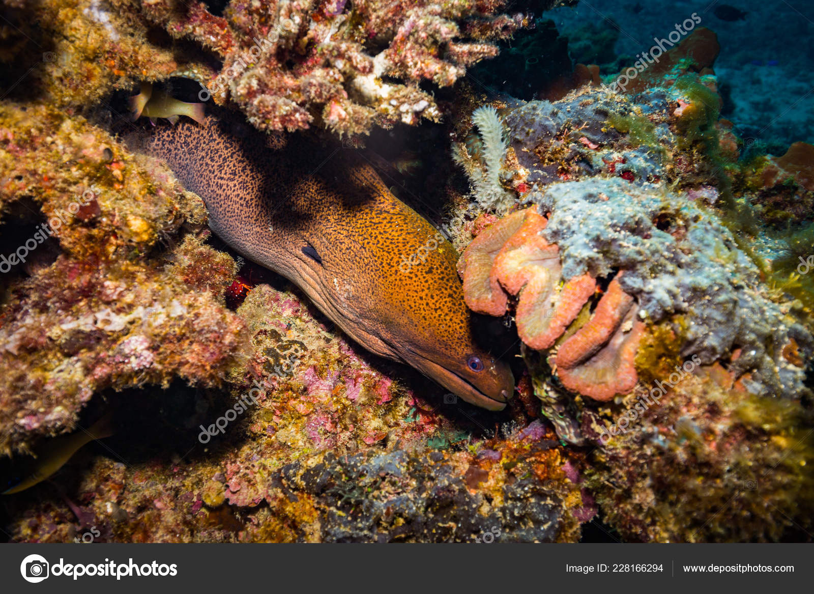 Brote Submarino Flora Fauna Oceánica Bali Indonesia: fotografía de ... Brote Submarino Flora Fauna Oceánica Bali Indonesia: fotografía de ...