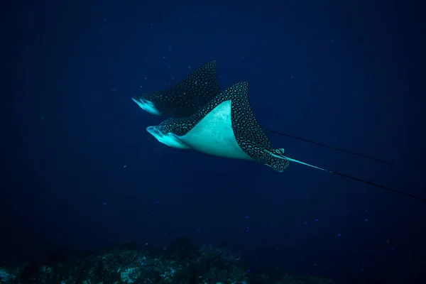 Spotted sting ray Stock Photos, Royalty Free Spotted sting ray Images ...