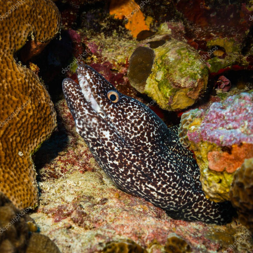 Moray peces en el hermoso arrecife de coral cerca de la isla de Cozumel ...