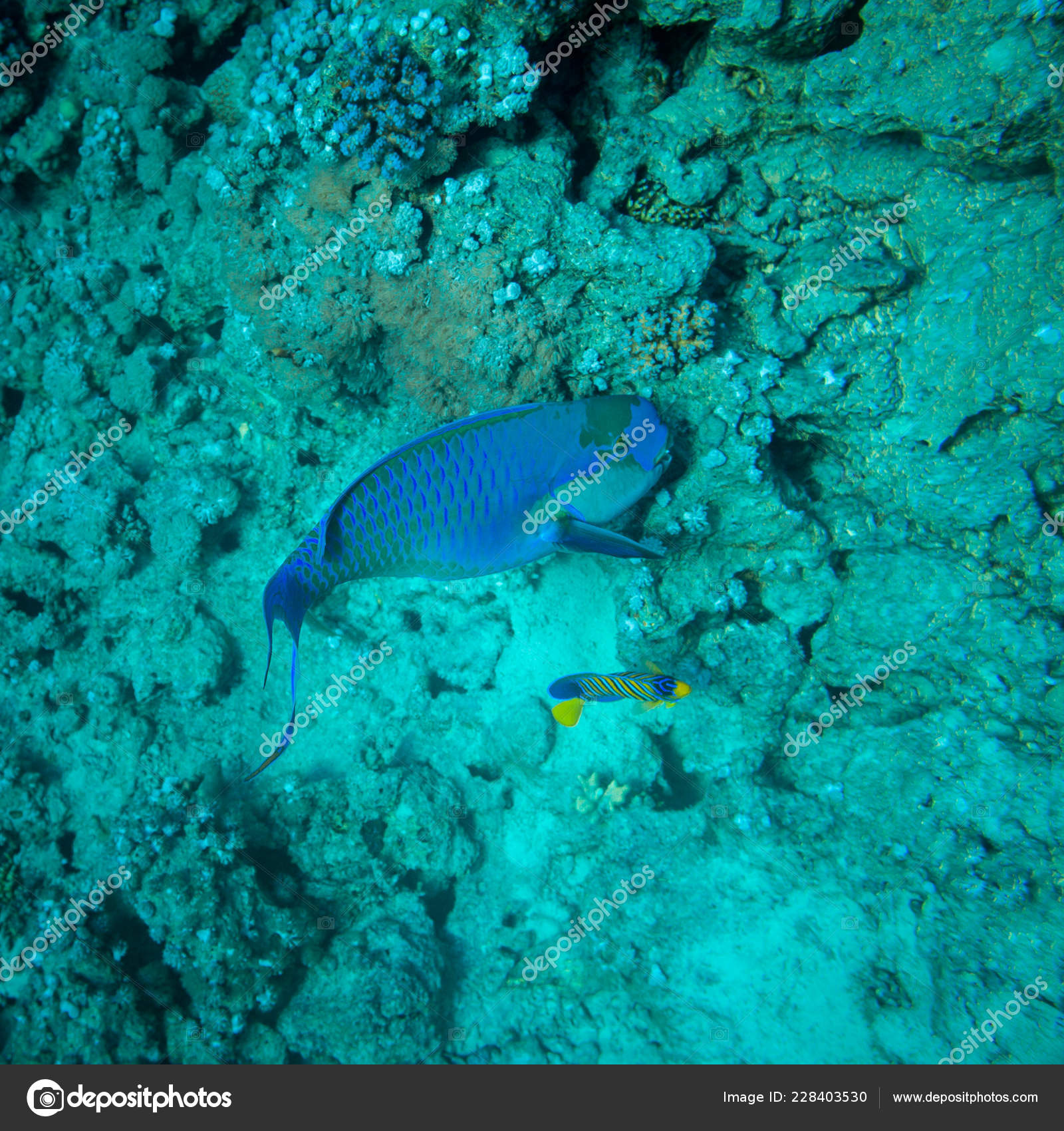 Rusty Parrot Fish Beautiful Coral Reef Red Sea — Stock Photo © sergemi ...