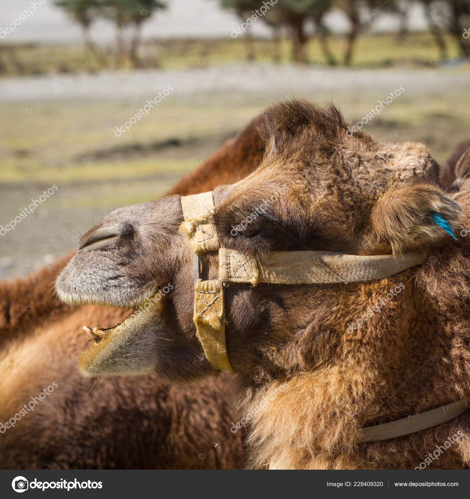 Camels Desert Middle Indian Himalayas — Stock Photo © sergemi #228409320