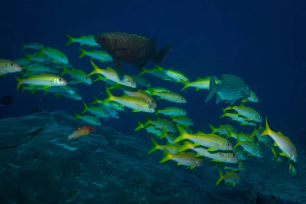 Underwater Shoot Ocean Flora Fauna Bali Indonesia — Stock Photo ...