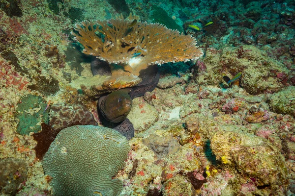 Underwater Shoot Ocean Flora Fauna Bali Indonesia Stock Photo by ...