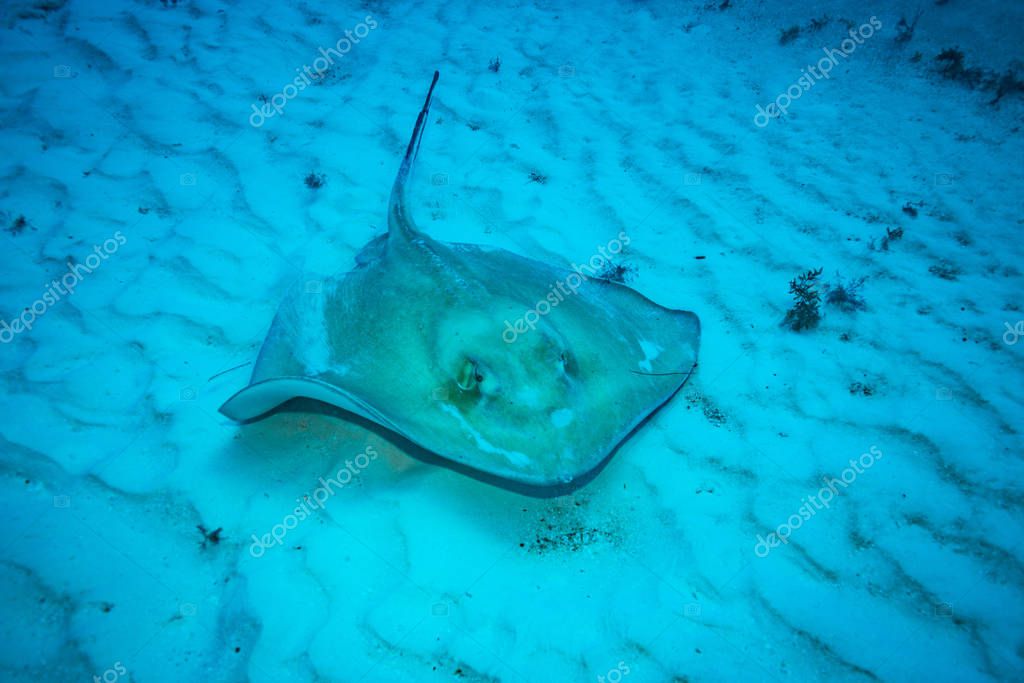 brote submarino de flora y fauna oceánica en Bali, Indonesia 2023 brote submarino de flora y fauna oceánica en Bali, Indonesia 2023