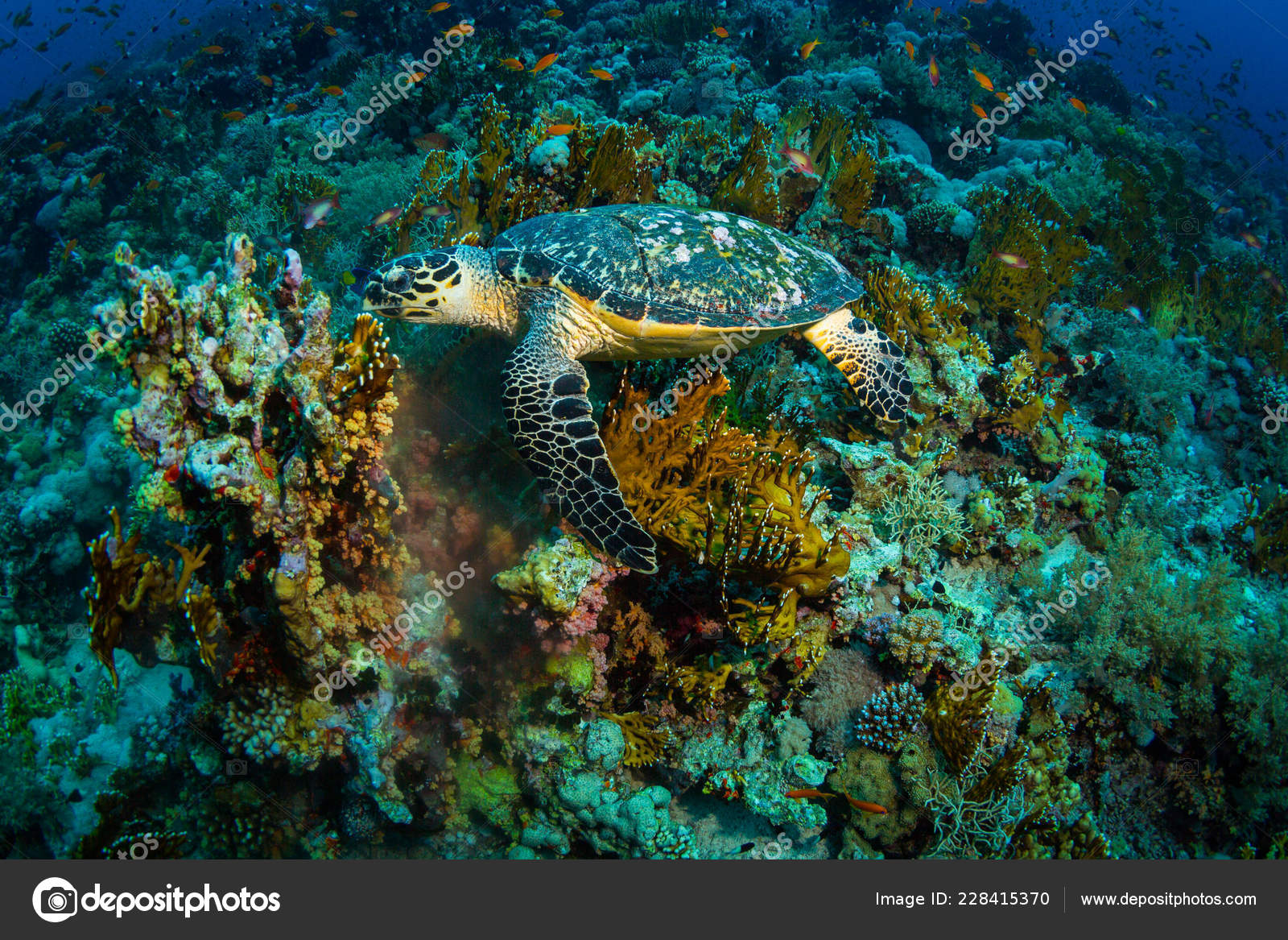 Underwater View Turtle Beautiful Reef Red Sea Stock Photo by ©sergemi ...