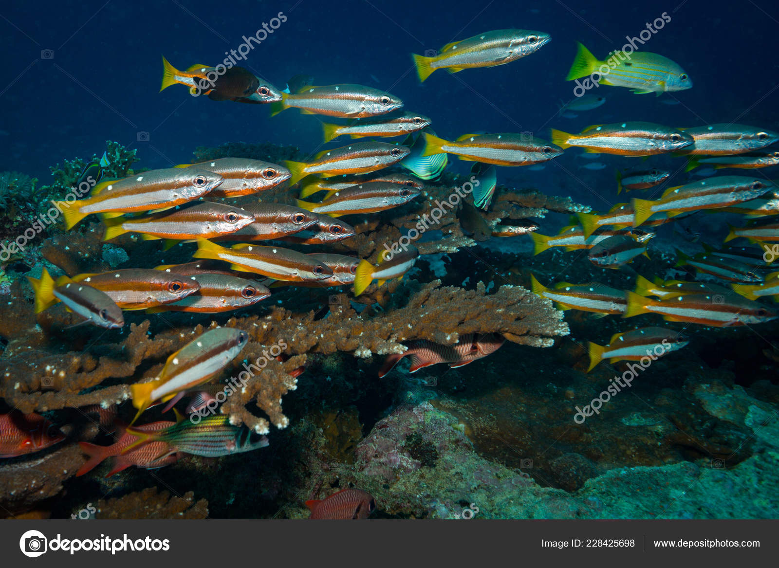 Underwater Shoot Ocean Flora Fauna Bali Indonesia — Stock Photo ...