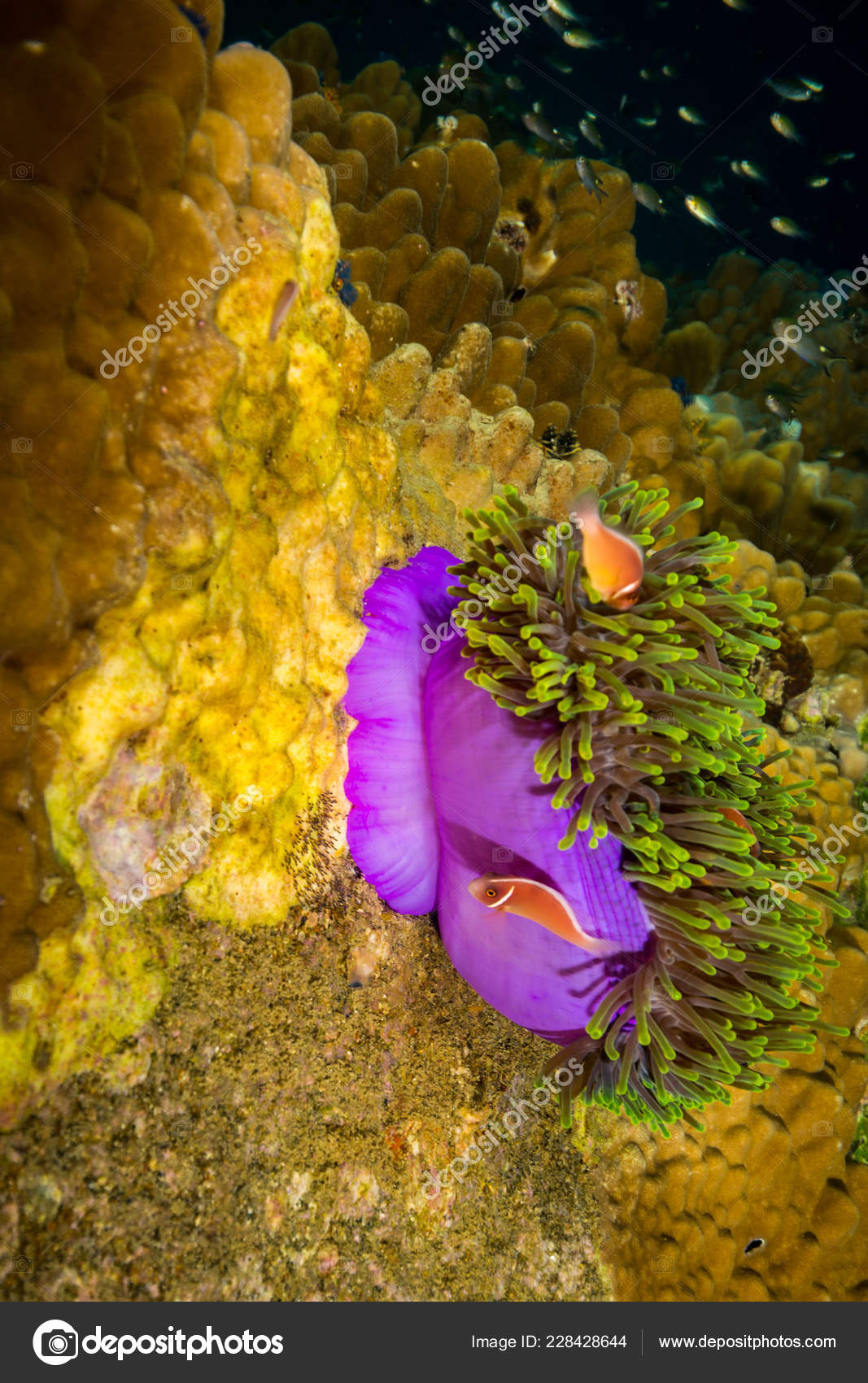 Underwater View Sea Anemone Coral Reef Koh Tao Thailand — Stock Photo ...