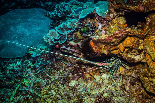 Underwater Shoot Ocean Flora Fauna Bali Indonesia Stock Photo by ...