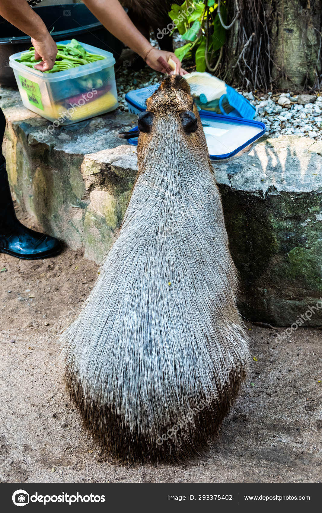 Capybara. El capibara Hydrochoerus hydrochaeris. el roedor más grande ...