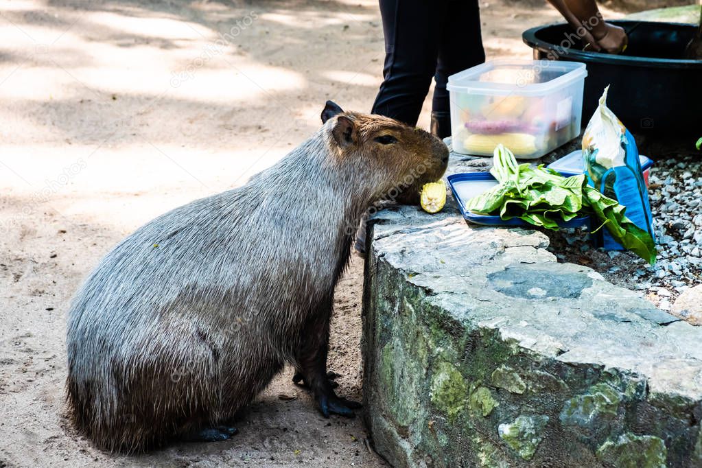 Capybara. El capibara Hydrochoerus hydrochaeris. el roedor más grande ...
