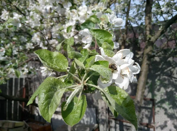 Spring came, it became warm, gardens bloomed. Bees transferred from ...