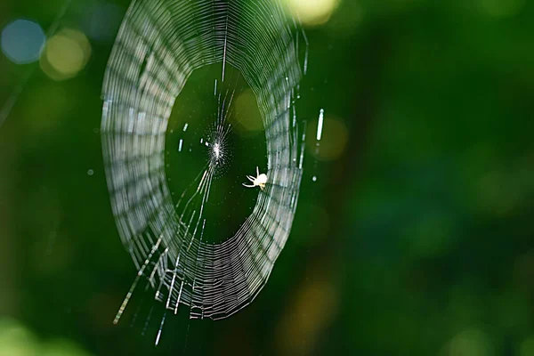 Spinning spider web Stock Photos, Royalty Free Spinning spider web ...