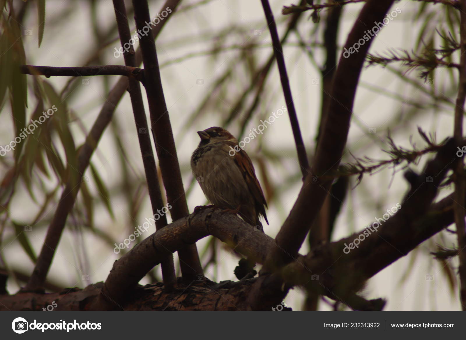 Birds Tree Branch — Stock Photo © edkPhotography #232313922