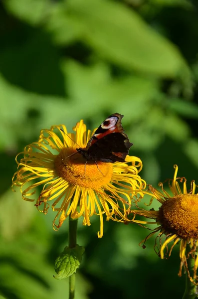 Fauna y flora de polonia Stock Photos, Royalty Free Fauna y flora de ...