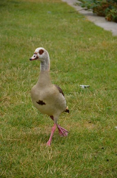 Walking duck Stock Photos, Royalty Free Walking duck Images | Depositphotos