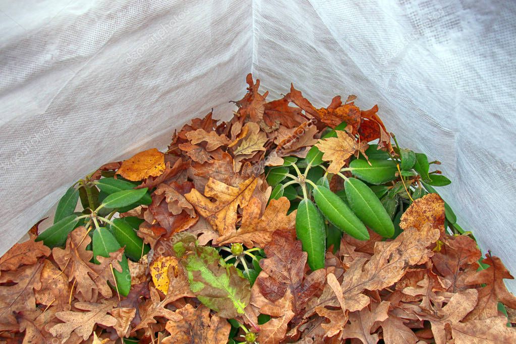 Cultivar yak Rhododendron (Rhododendron yakushimanum 'Fantastica ...