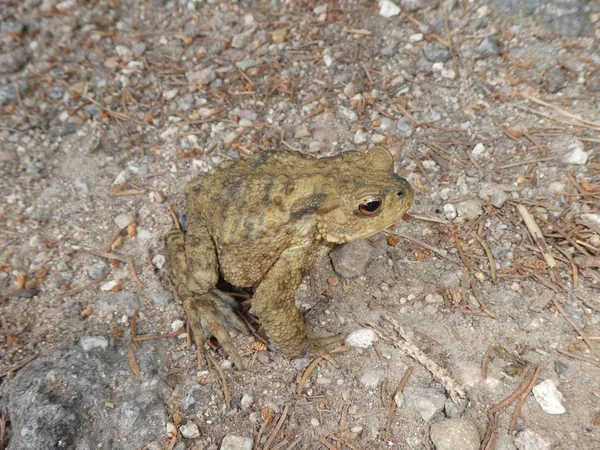 Sapo de río colorado fotos de stock, imágenes de Sapo de río colorado ...