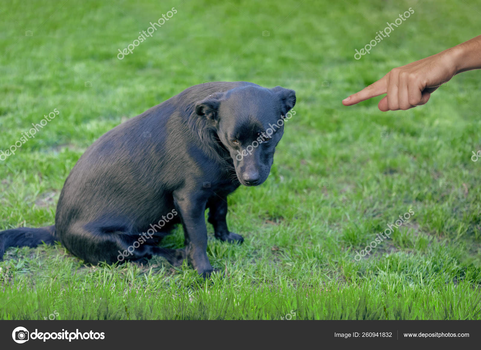 Bad black dog, pushing by owner with finger pointing at him — Stock ...