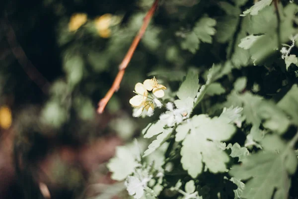 first flowers. spring. march, april, may. - Stock Image - Everypixel