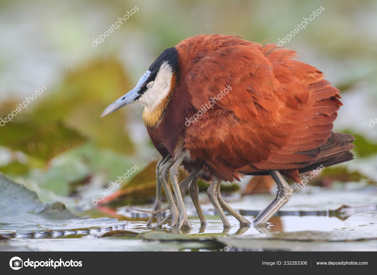 African Jacana