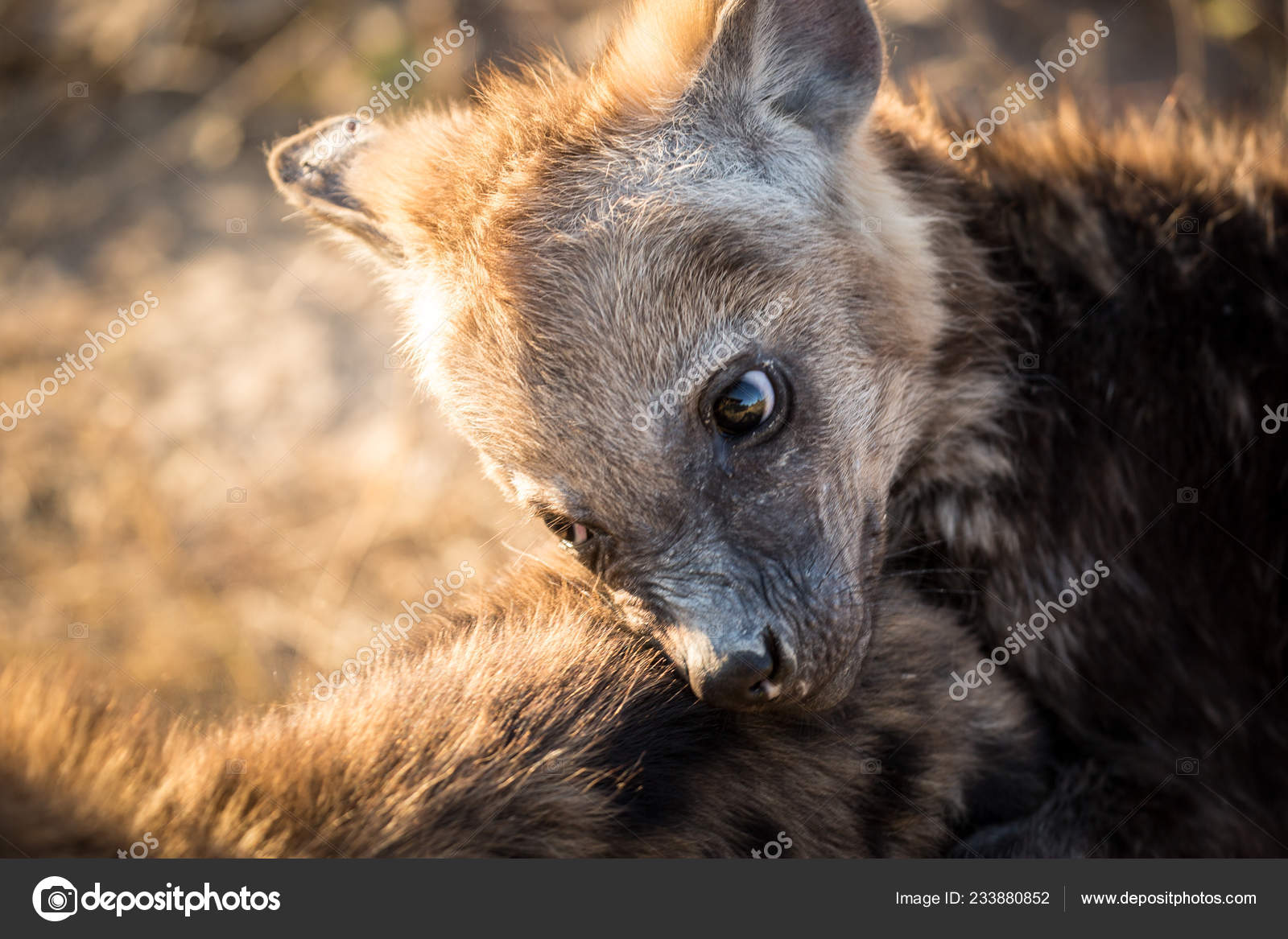 Cute Hyena Pup