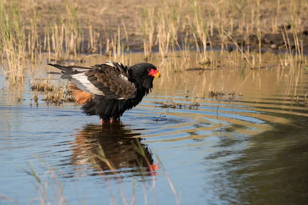 Eagle dam Stock Photos, Royalty Free Eagle dam Images | Depositphotos