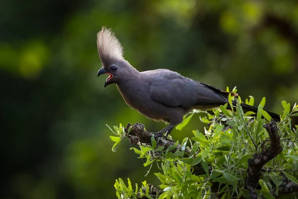 Grey lourie (go-away bird) on green perch with sun lit crest, Kruger ...