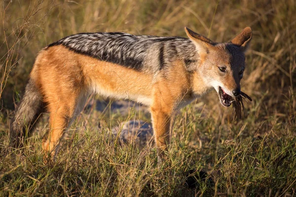 Black Jackal Dog