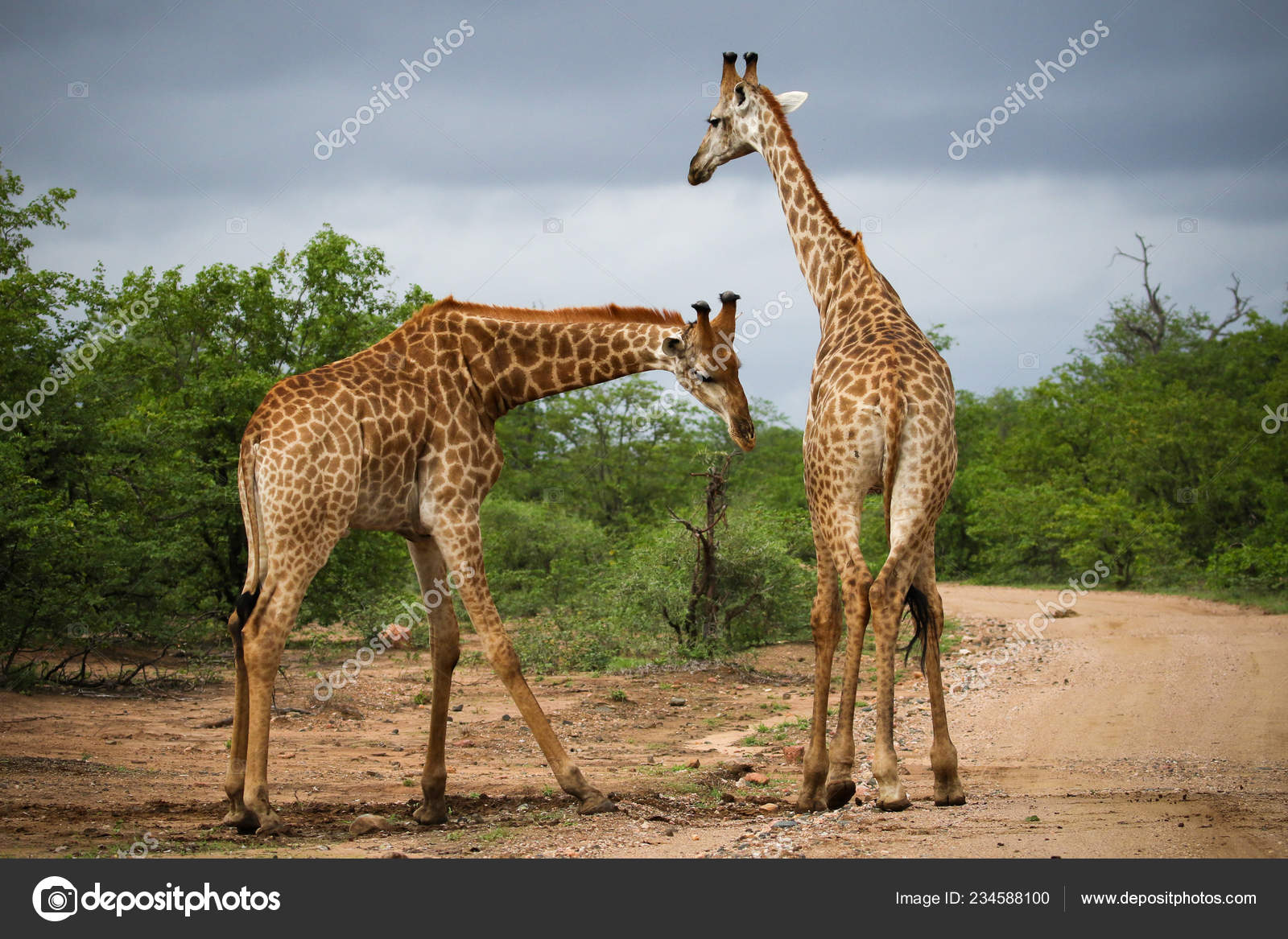 African Giraffes Fighting Long Necks Safari Kruger National Park ...