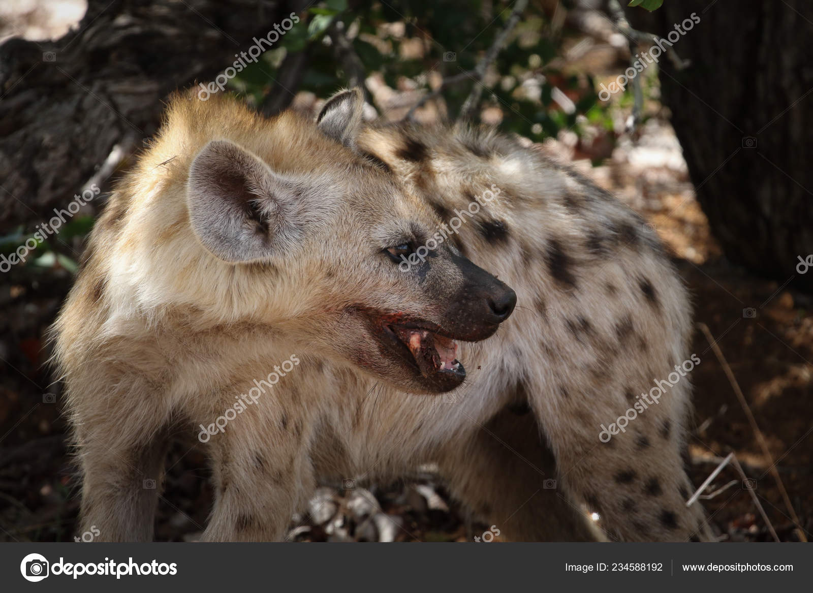 Hyena Laugh