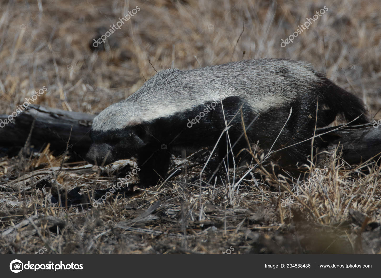 Honey Badger Walking Sand Kalahari South Africa — Stock Photo ...