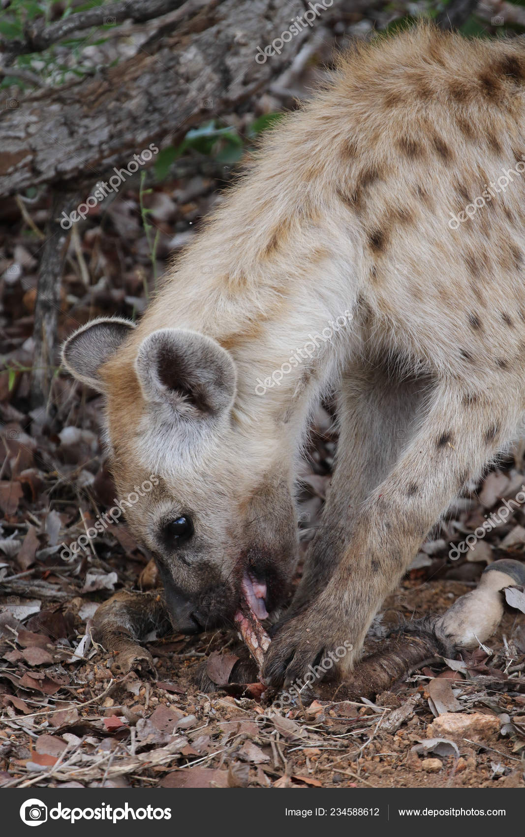 Hyena Food
