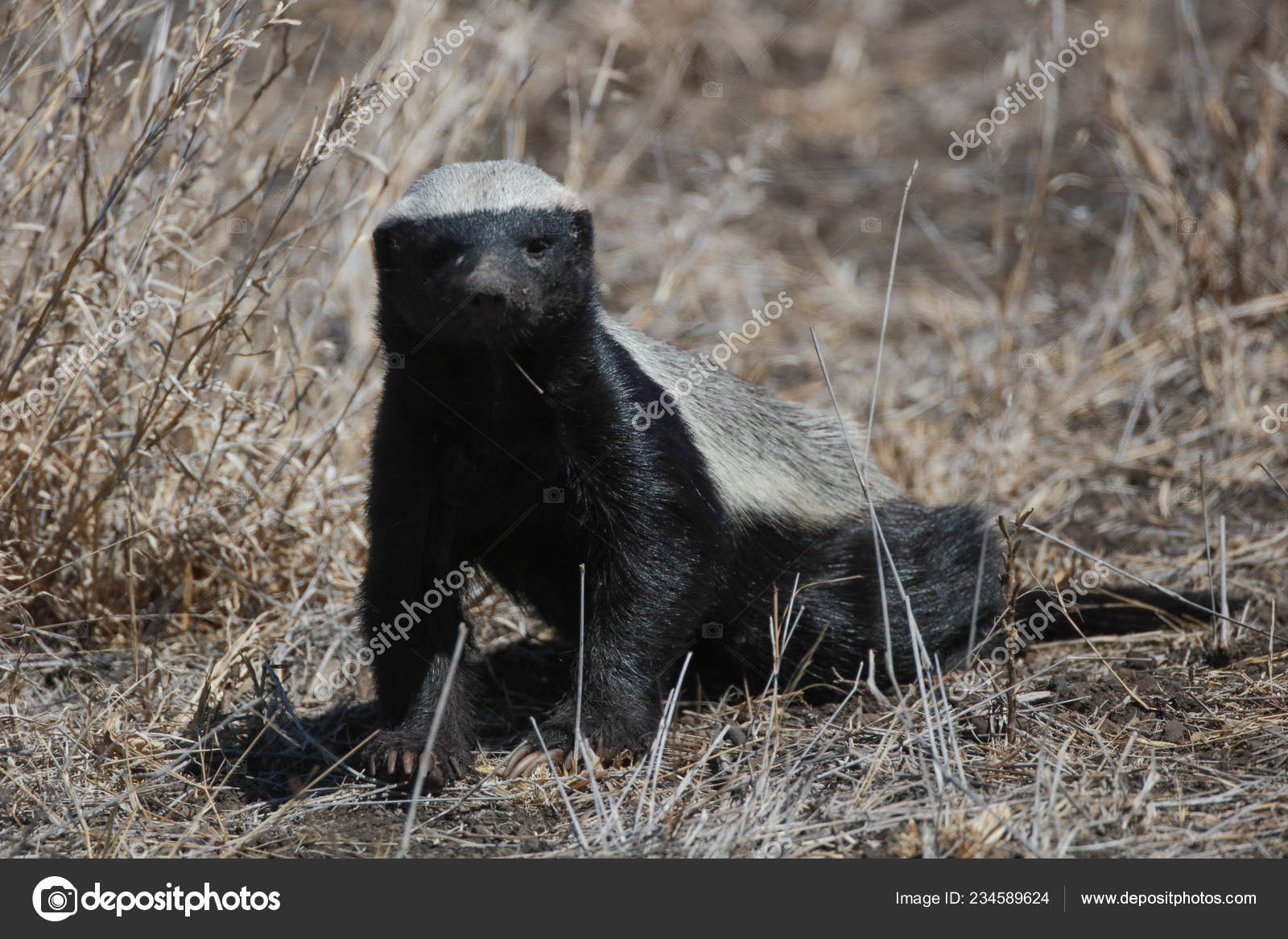 Honey Badger Walking Sand Kalahari South Africa — Stock Photo ...