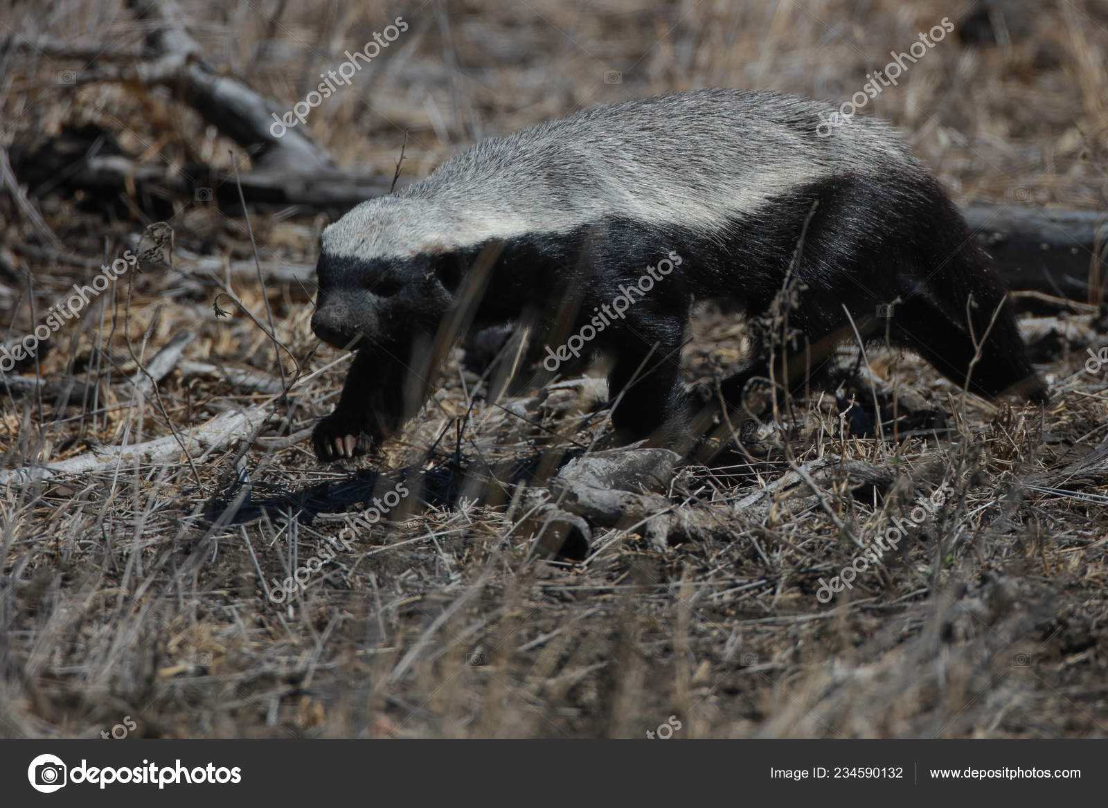 Honey Badger Walking Sand Kalahari South Africa — Stock Photo ...