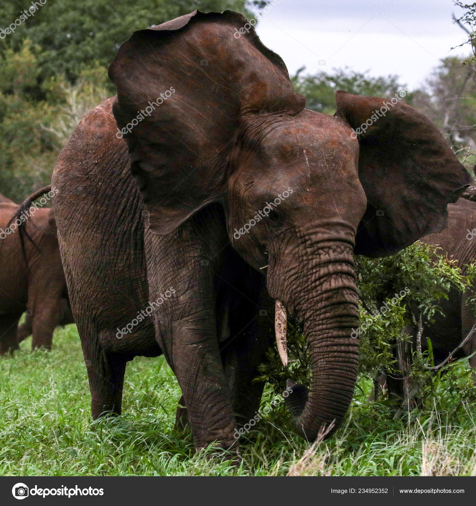 Angry Elephant Charging