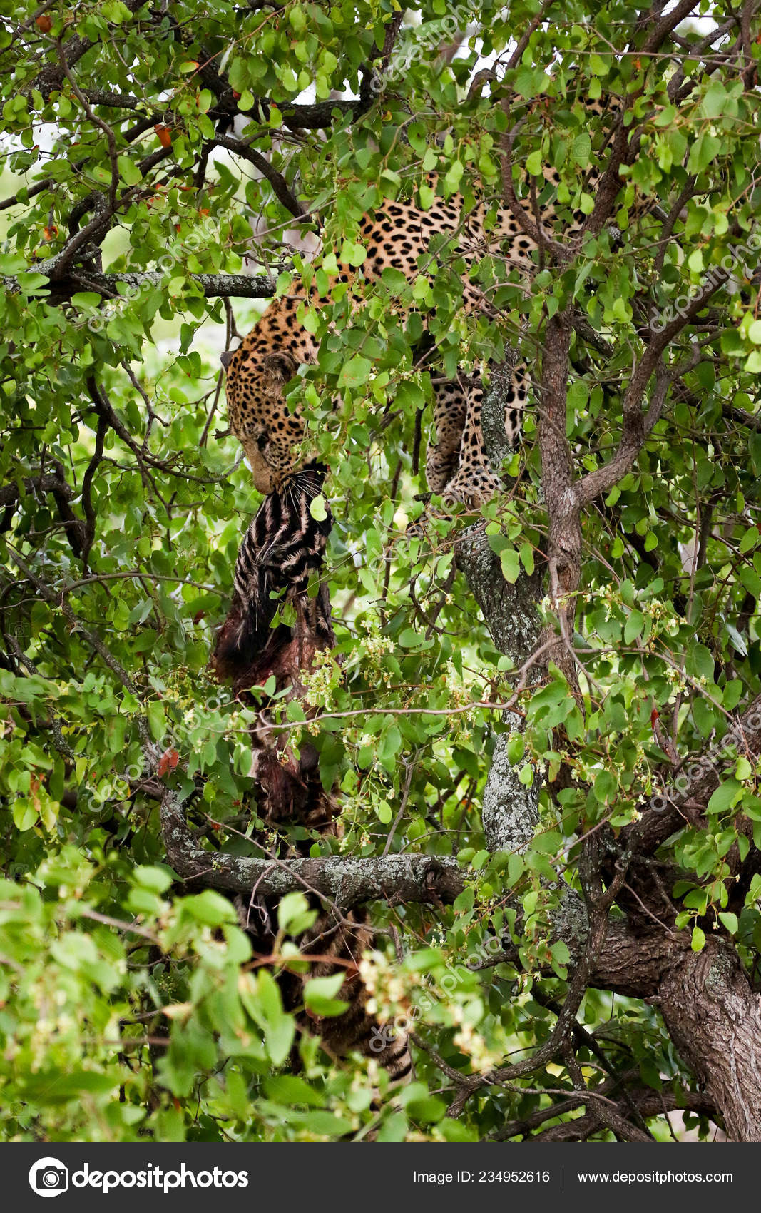 Leopard Eating Zebra Leg Tree Kruger National Park South Africa — Stock ...
