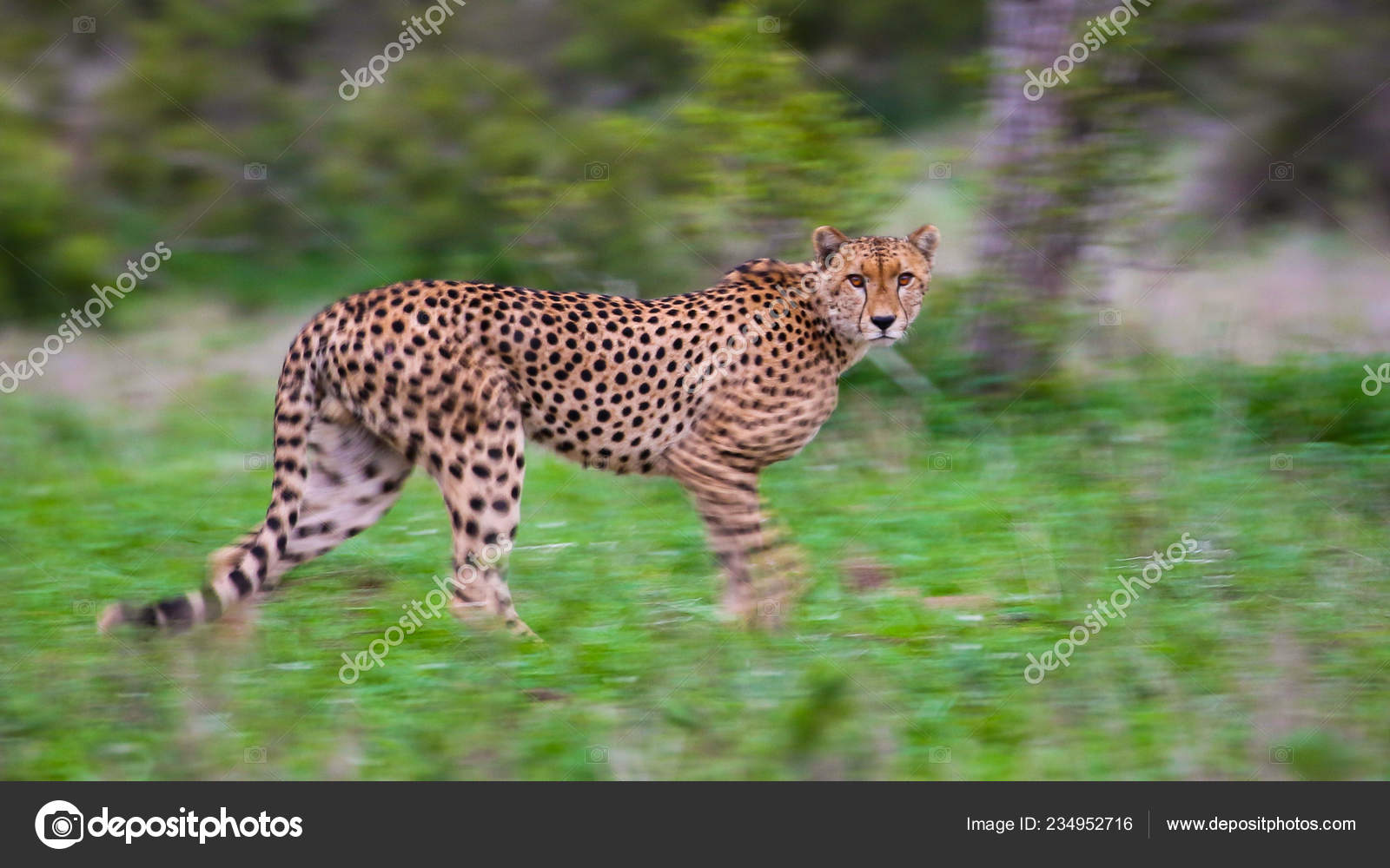 Cheetah Moving Blurry Photo