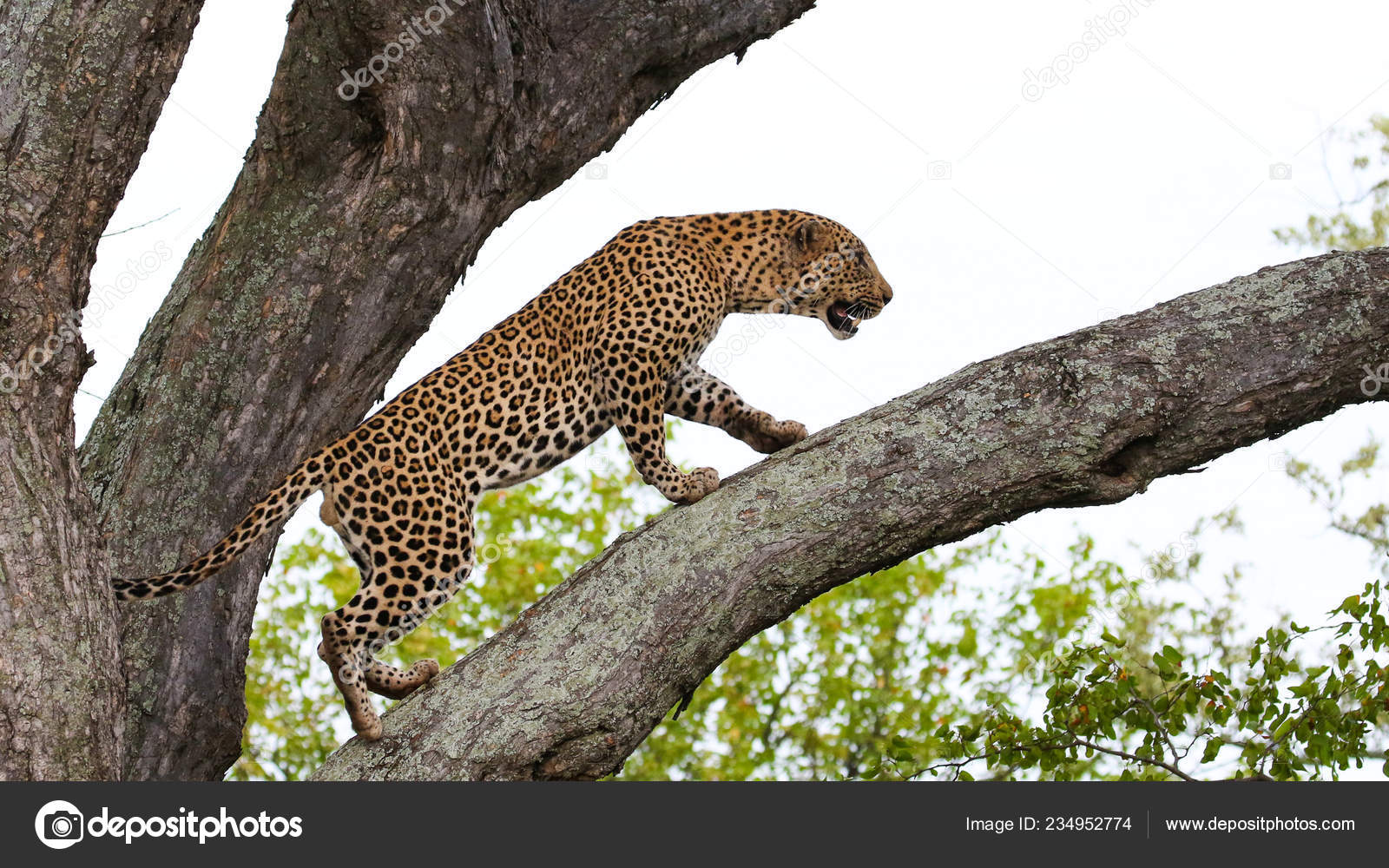 Leopard Climbing