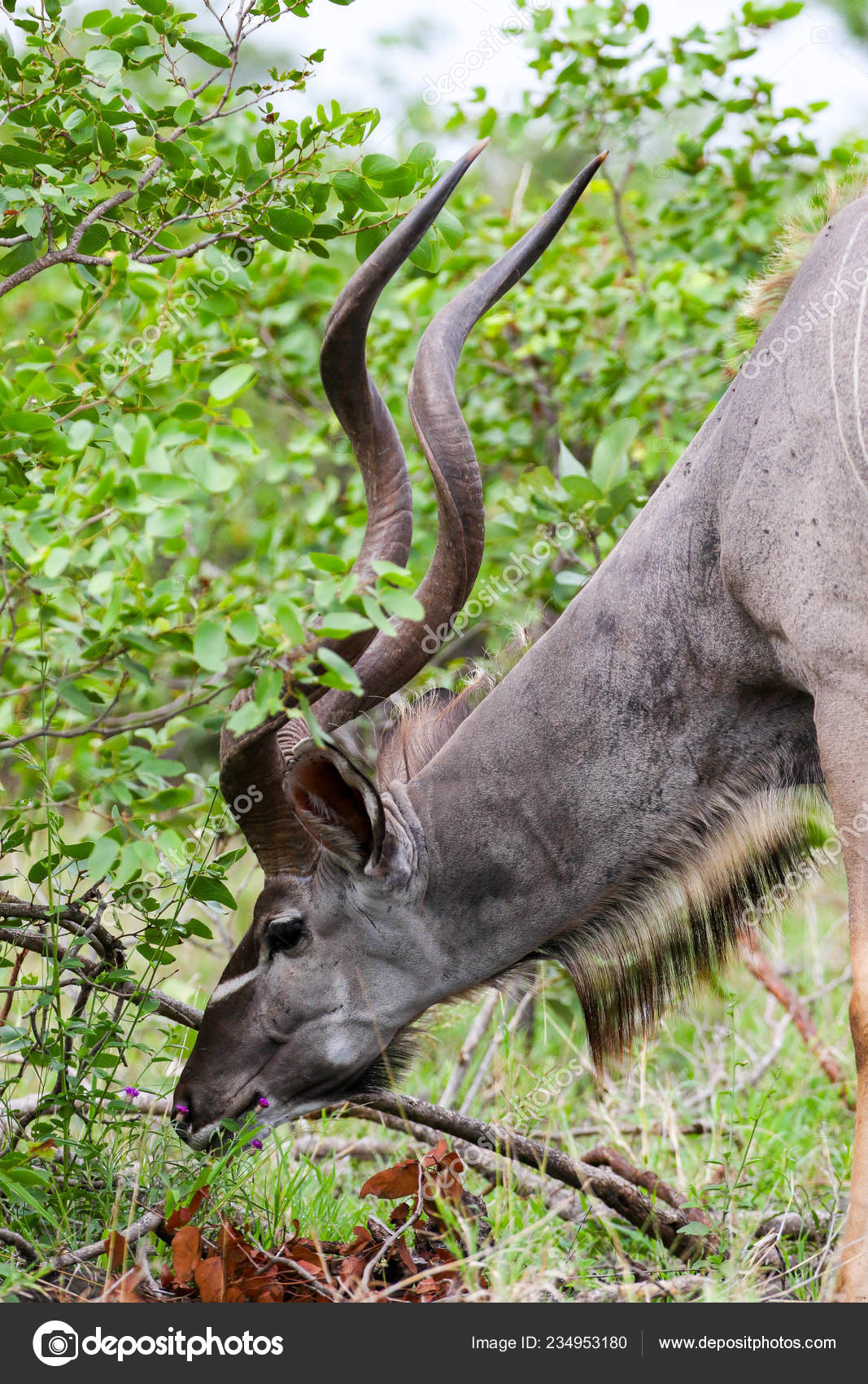 Kudu Diet