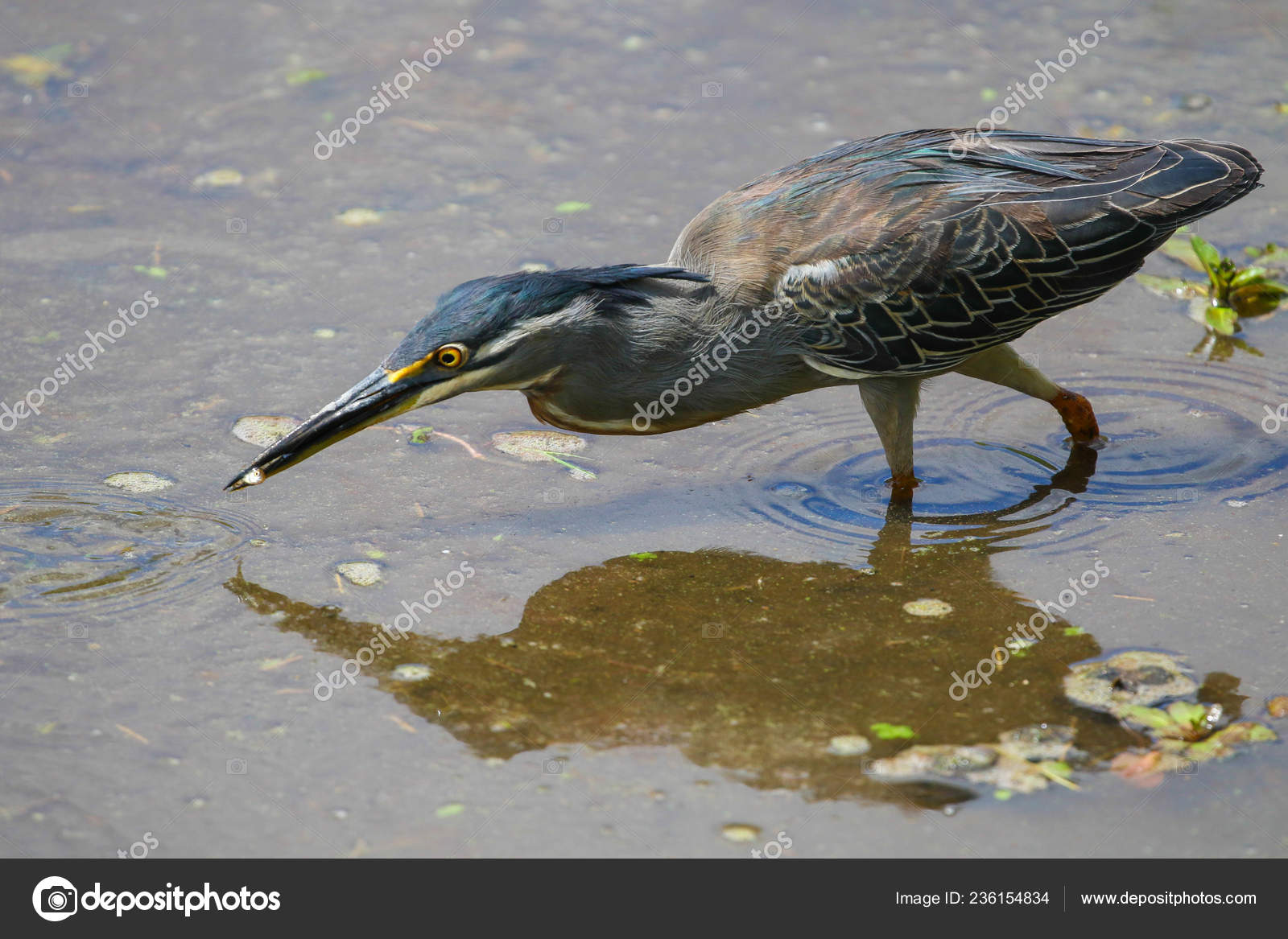 Green Backed Heron Bird Hunting Fish Shallow Water Kruger National ...