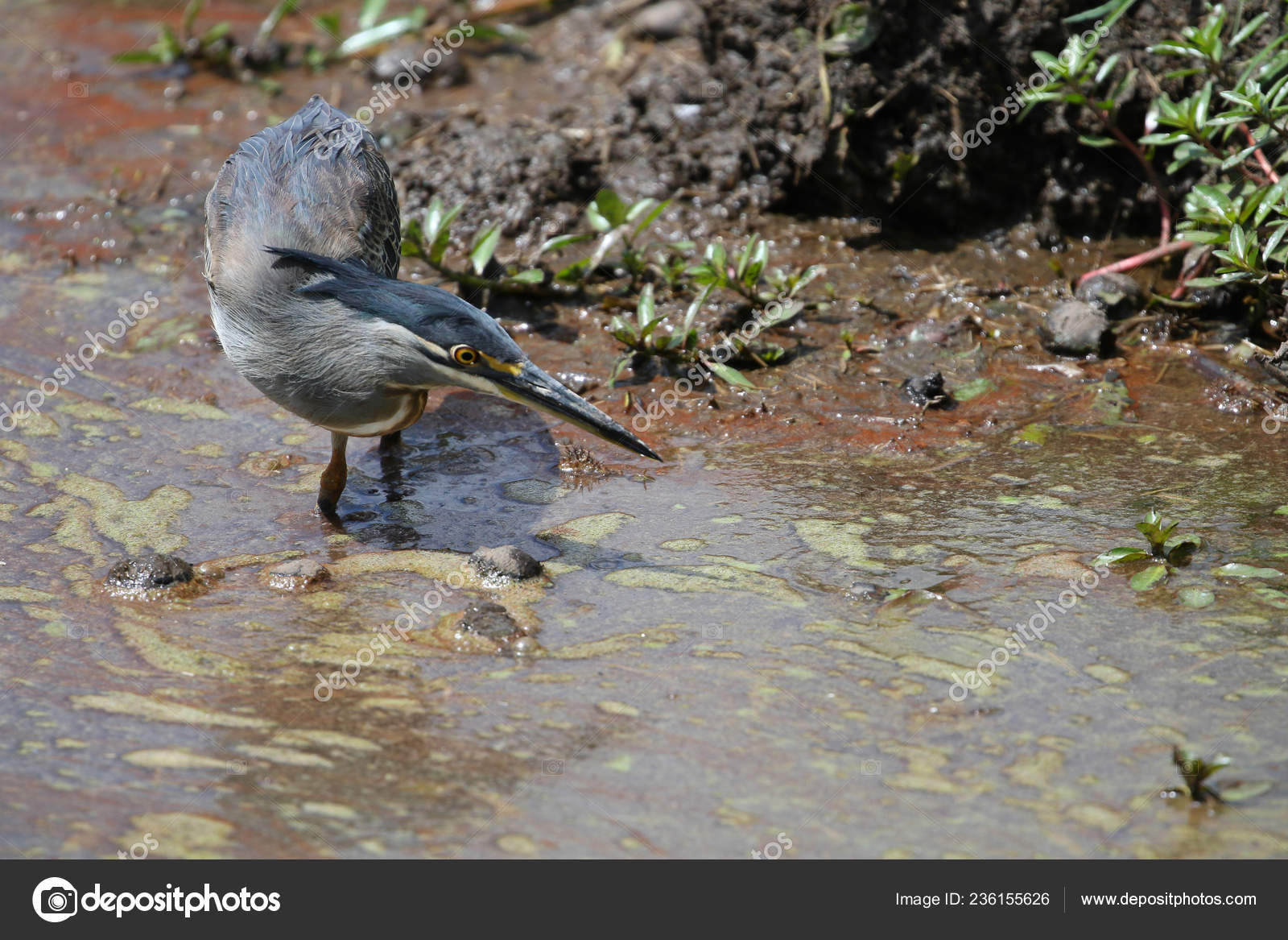 Green Backed Heron Bird Hunting Fish Shallow Water Kruger National ...