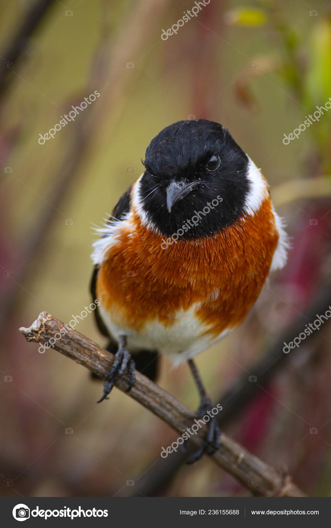 Mocking Cliff Chat Tree Background South Africa — Stock Photo ...