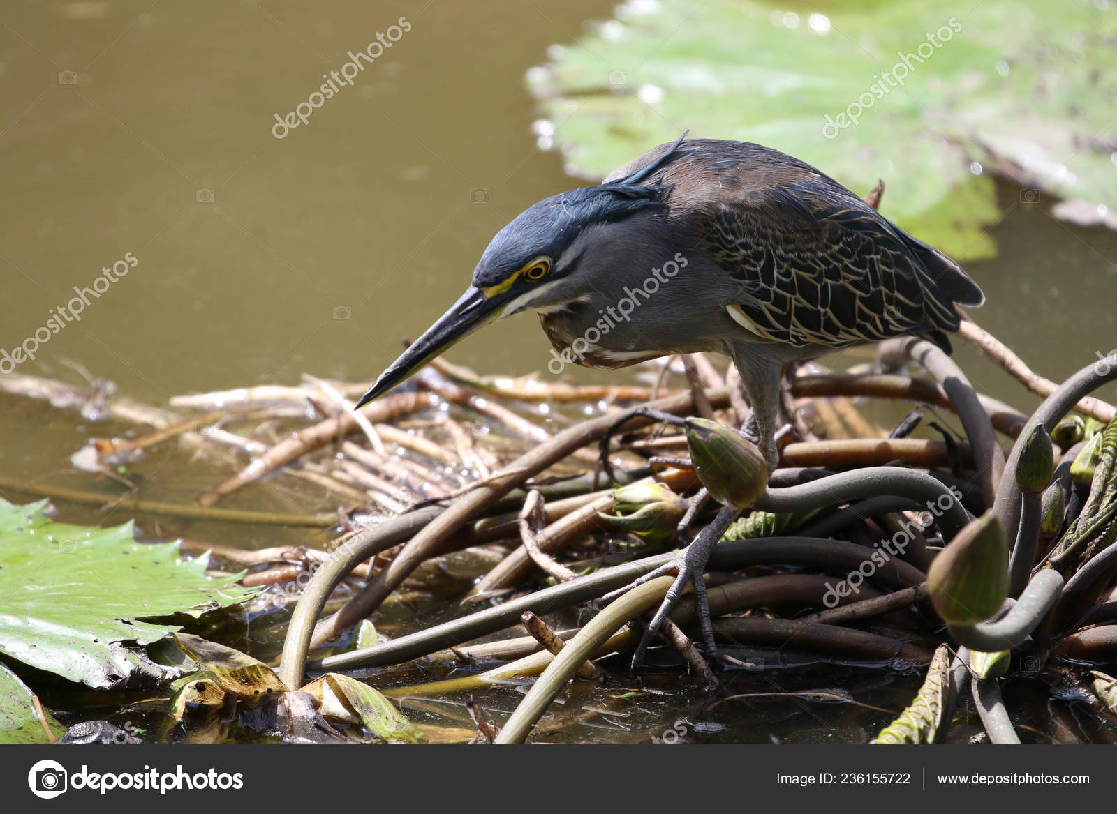 Green Backed Heron Bird Hunting Fish Shallow Water Kruger National ...