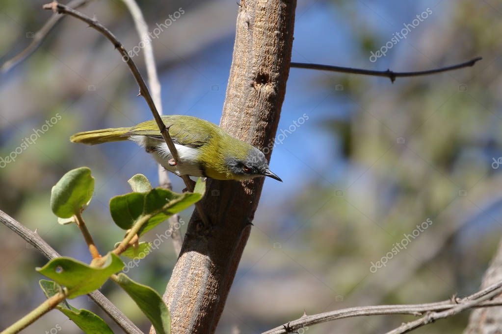 P jaro apalis de pecho amarillo en busca de comida en el rbol, Sud ...