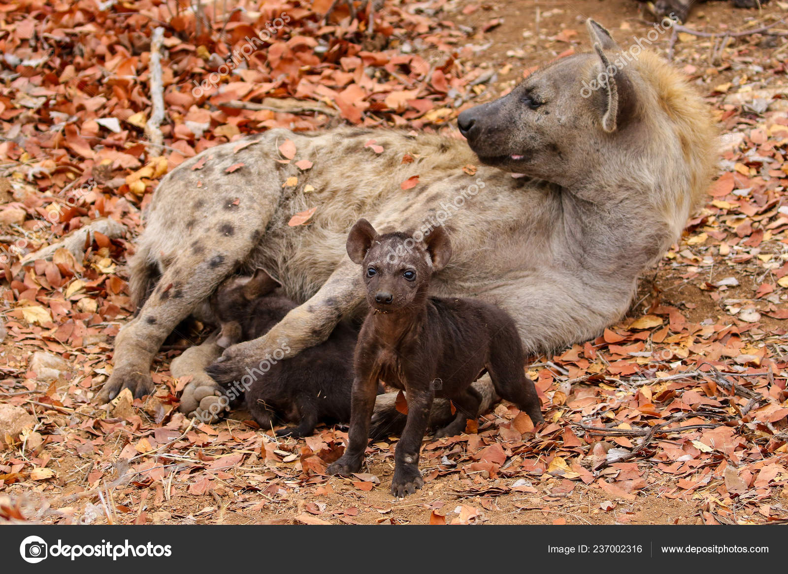 Cute Little Spotted Hyena Playing Dry Ground Kruger National Park ...