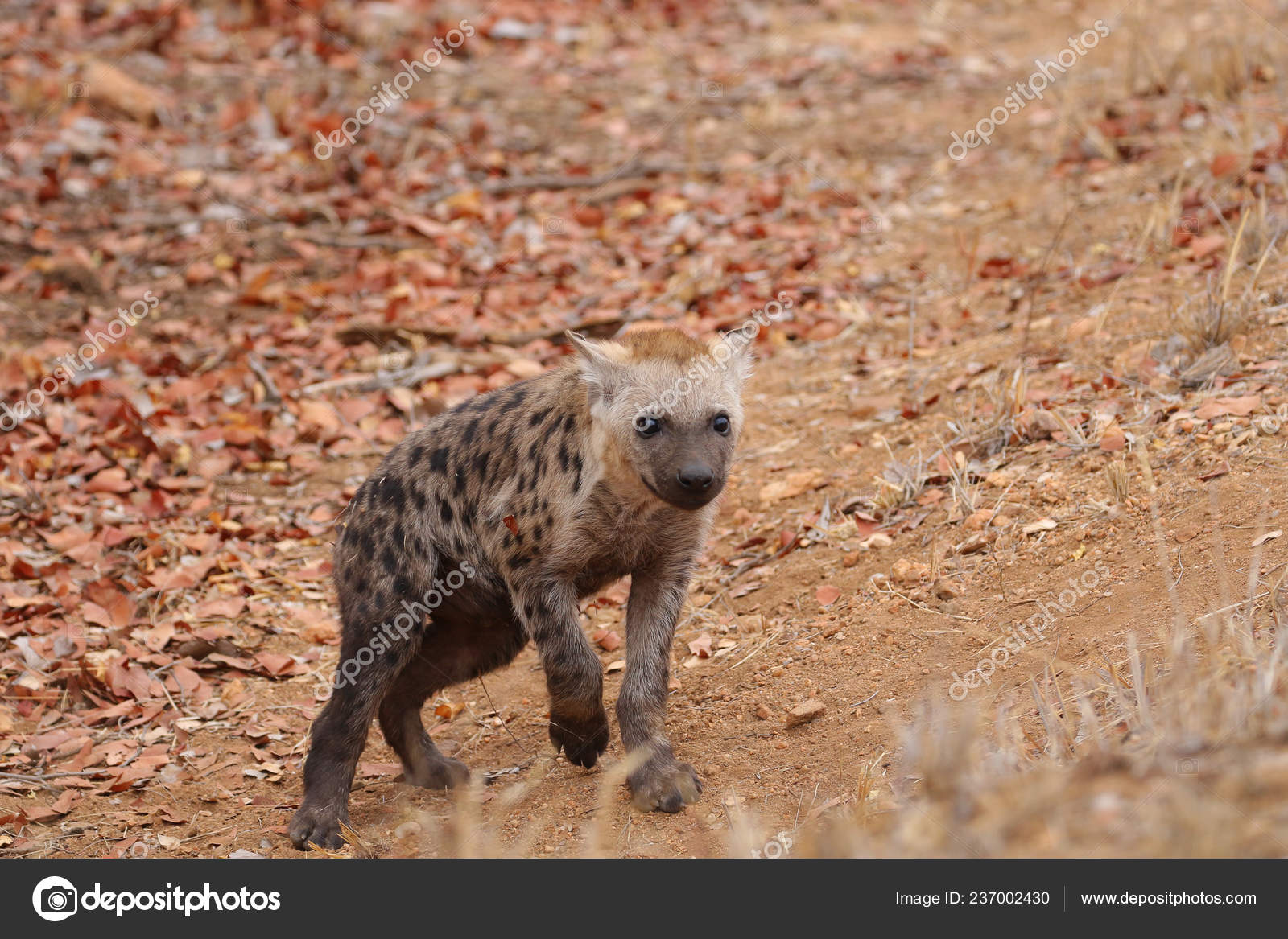 Cute Little Spotted Hyena Playing Dry Ground Kruger National Park ...