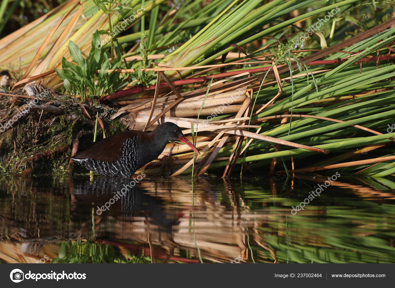 African Rail Bird Moving Shallow Dam Water South Africa — Stock Photo ...