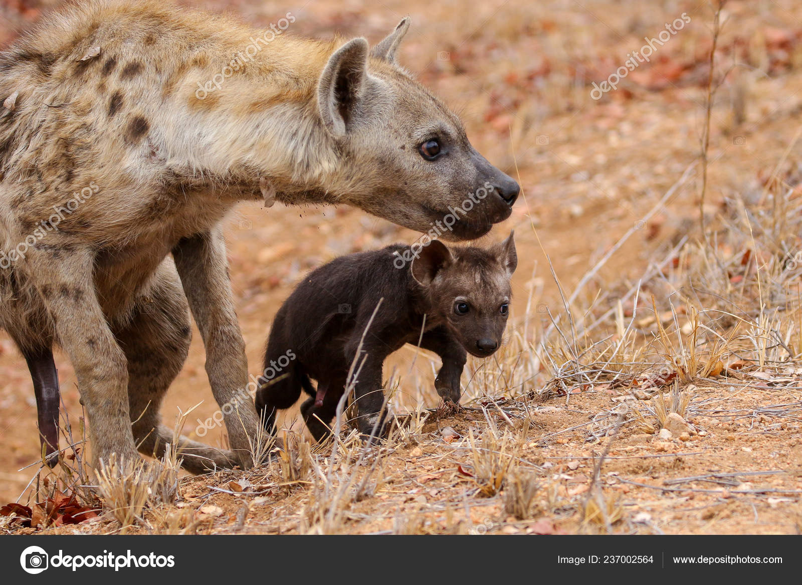 Cute Hyena Cubs