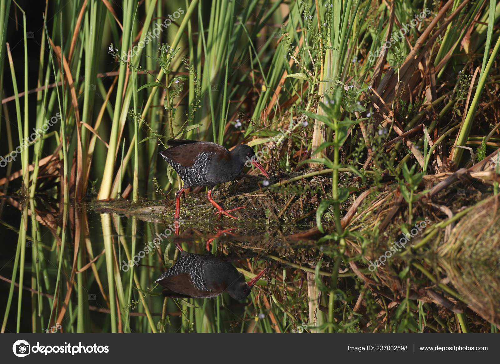 African Rail Bird Moving Shallow Dam Water South Africa — Stock Photo ...
